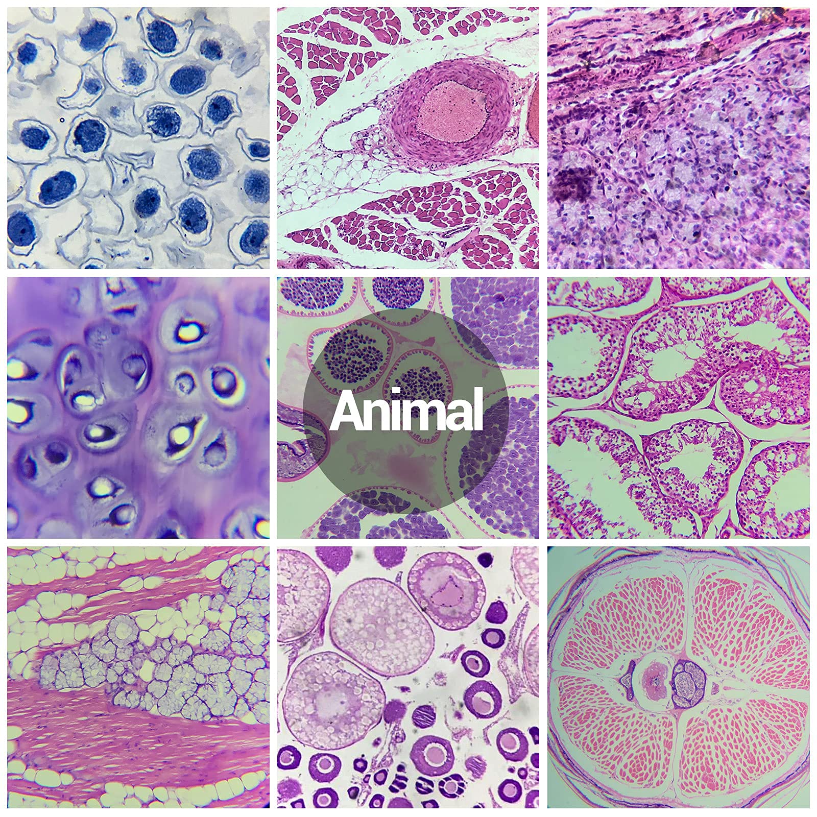 120+60 Microscope Slides With Specimens, Prepared Microscope Slides For ...