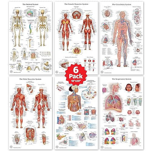 6 Anatomy Posters,Medical Posters,Skeletal System, Female and Male ...