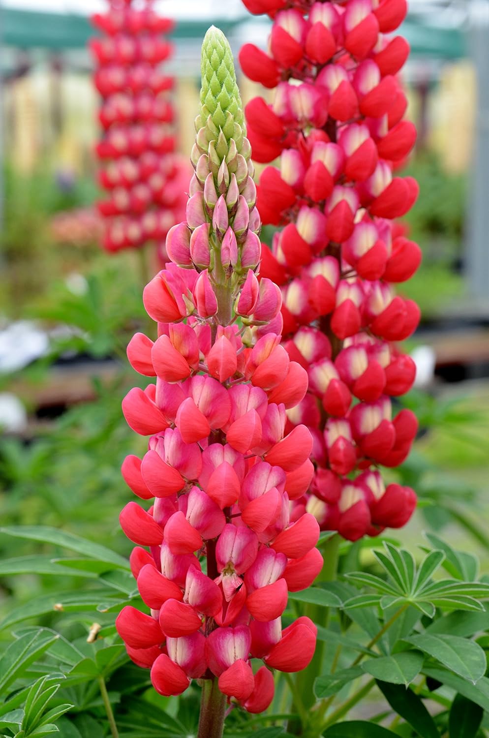 Lupinus 'Red Rum': Amazon.co.uk: Garden & Outdoors