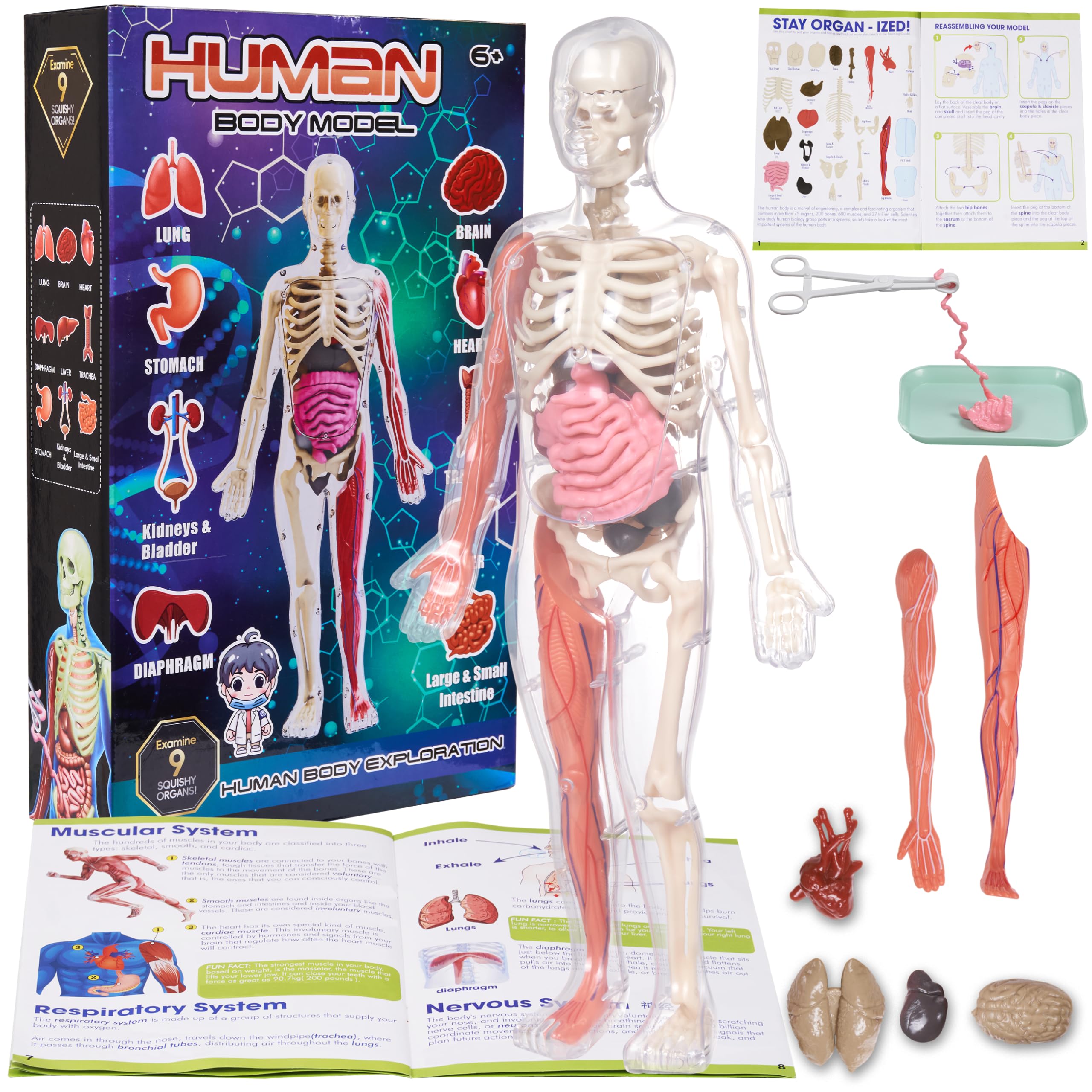 Mua Gaelen Human Body Model for Kids: Glow in The Dark Bones ...