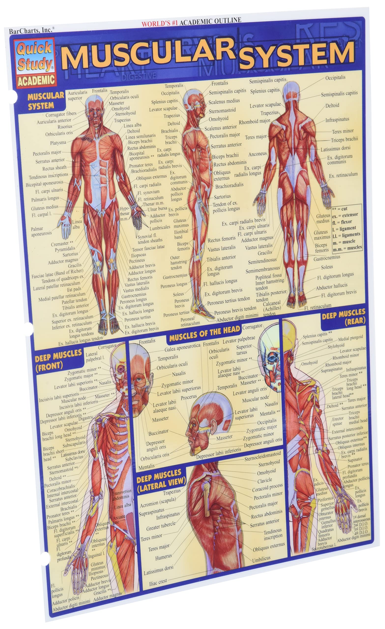 Mua Muscular System QuickStudy Laminated Reference Chart (QuickStudy ...