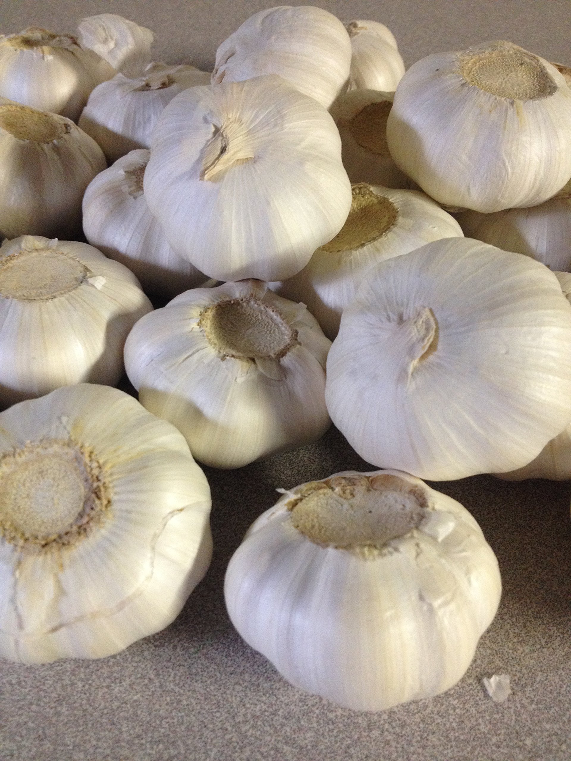 California White Garlic, for Planting (3 Large Heirloom Bulbs)untreated ...