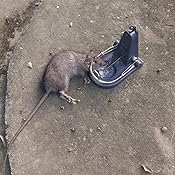 Black Cat Rat Trap:Mouse Catch (Grey,1 Rat Trap): Amazon.in: Garden ...