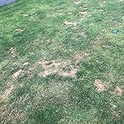 Peterals 200 Grams - Natural Mineral Rocks to Prevent Grass Burn Yellow ...