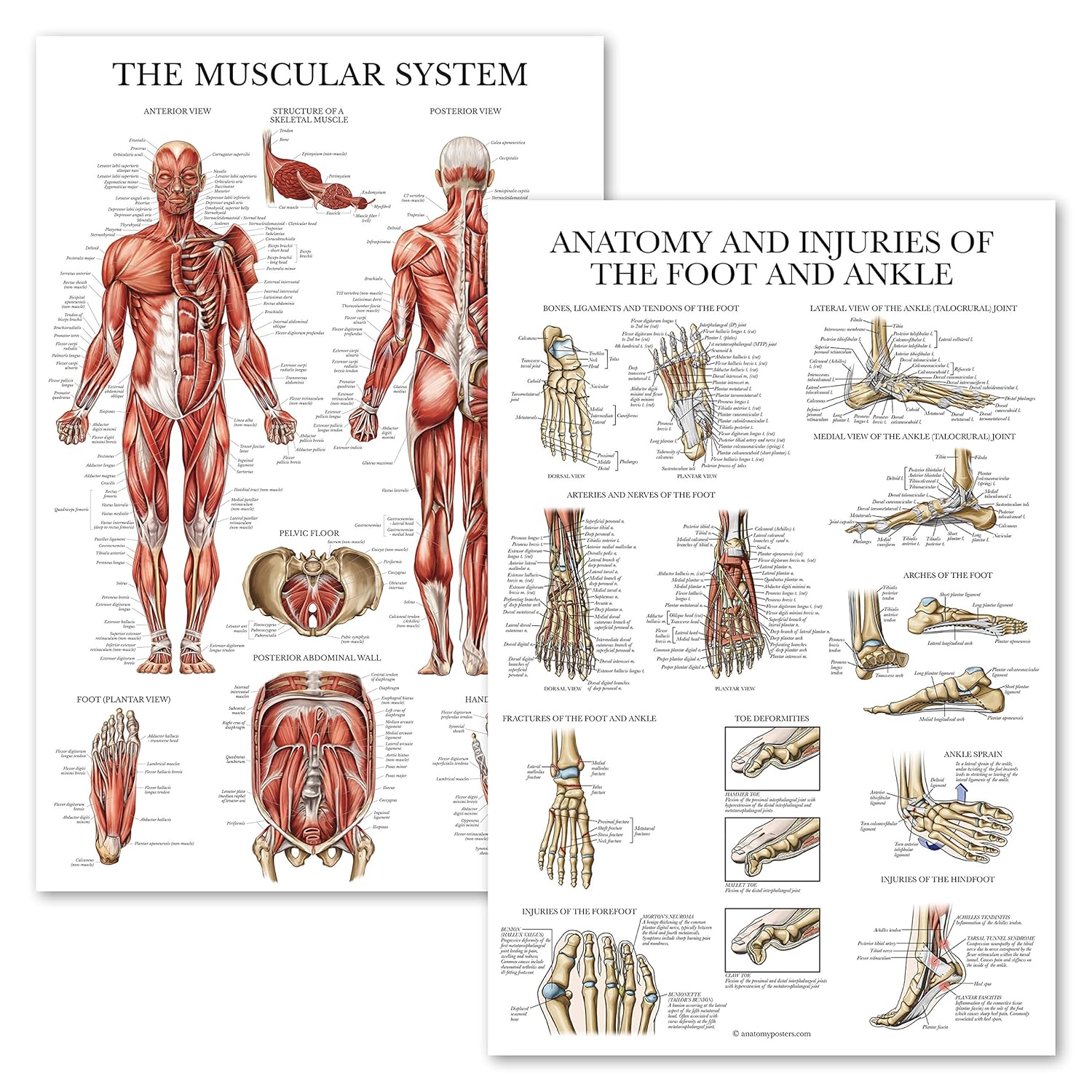 2 Pack - Muscular System Anatomical Poster + Anatomy & Injuries of The ...