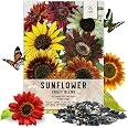 Amazon.com : Seed Needs, Specialty Blend of 1,000+ Sunflower Seeds for ...