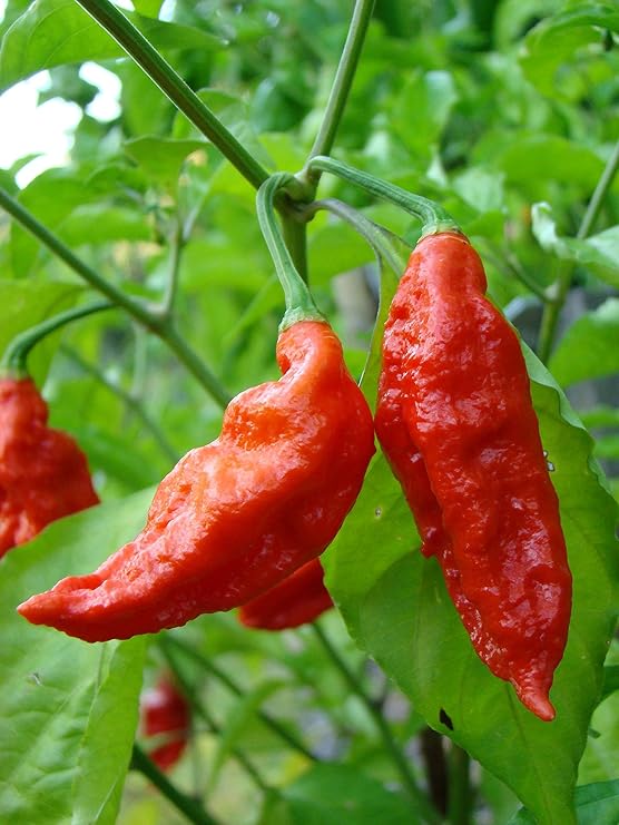 Naga Morich Snake Serpent Ghost Chilli Pepper Red Hot Chili Pepper ...