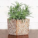 Amazon.com: 5-Inch White Ceramic Round Succulent Plant Pot, Small ...