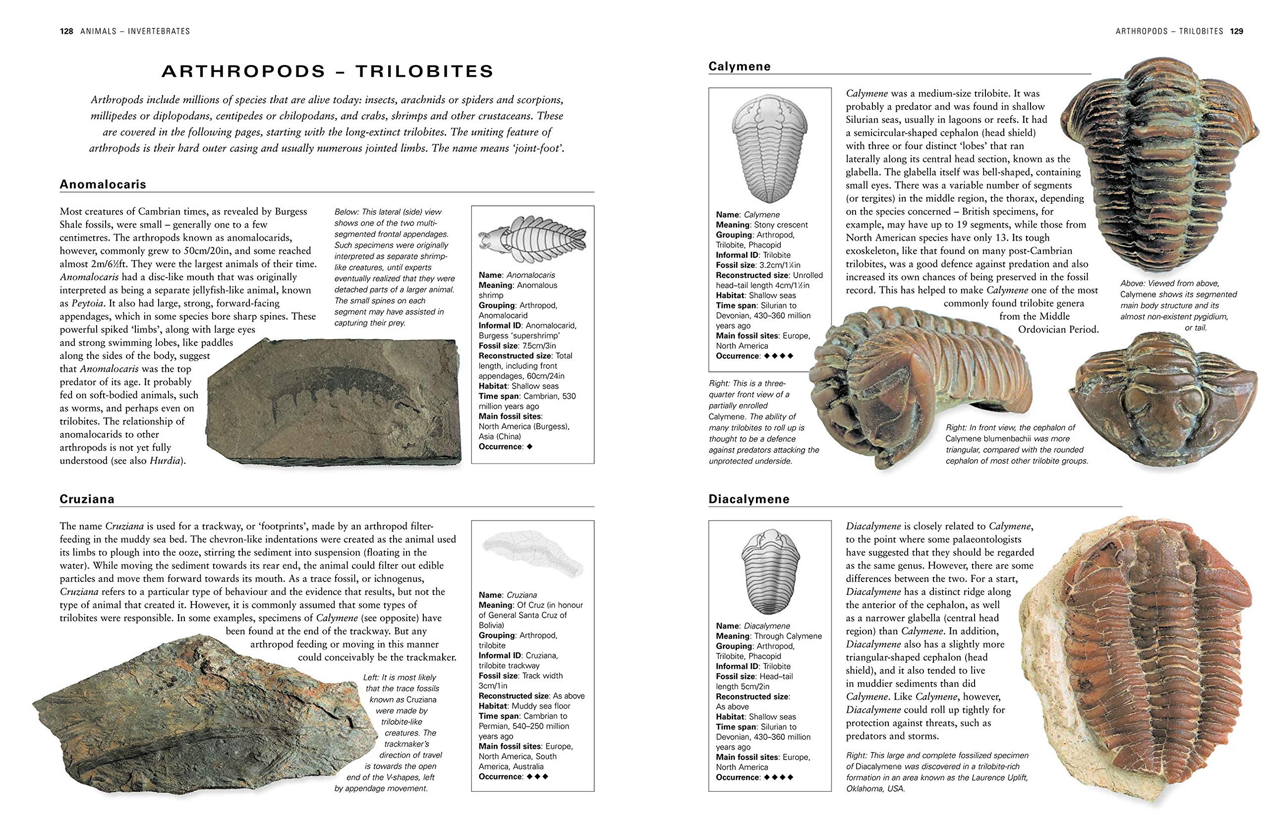 Mua The Illustrated Guide to Fossils & Fossil Collecting: A Reference ...