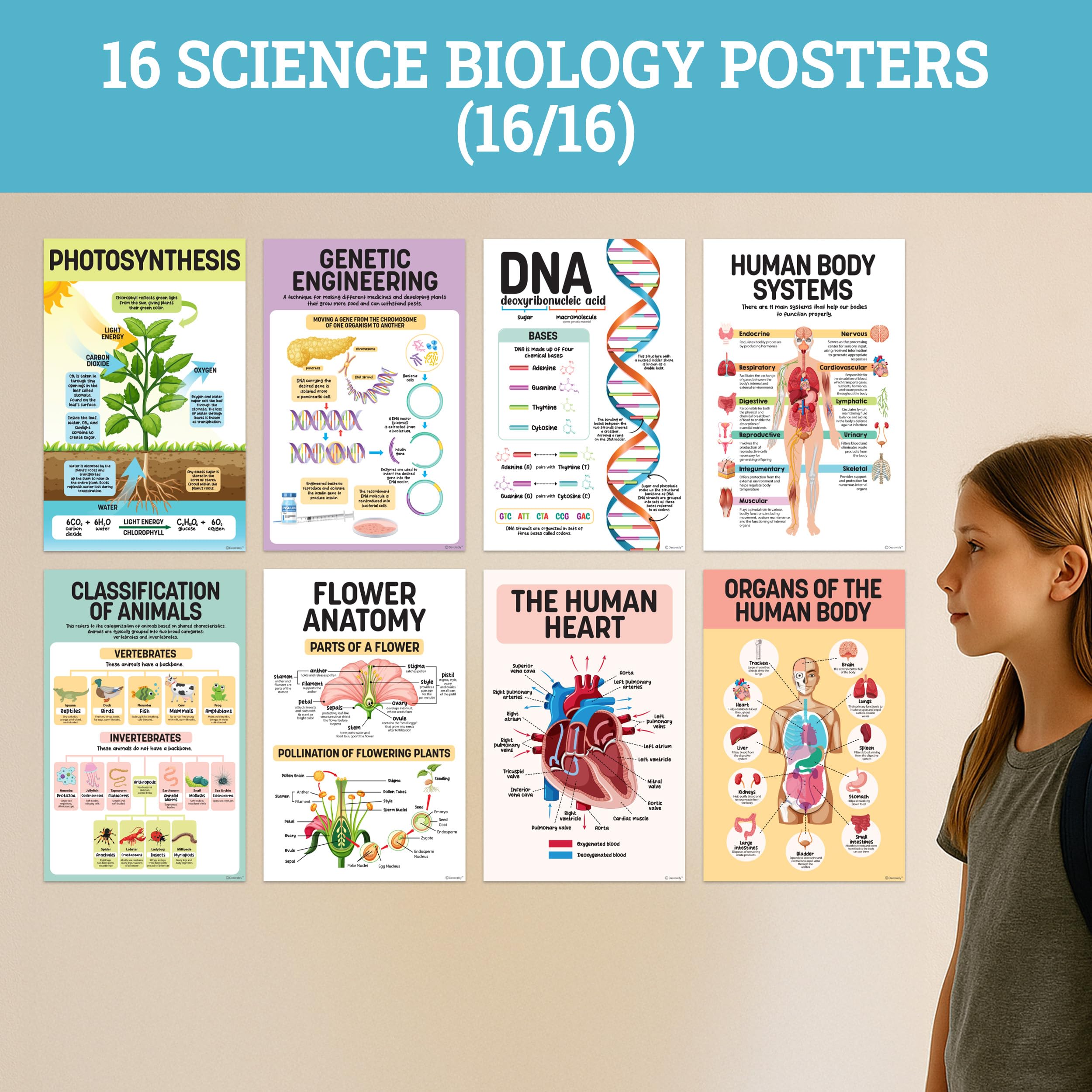 Mua Decorably 16 Biology Posters for Classroom, 11x17in Matte-Laminated ...