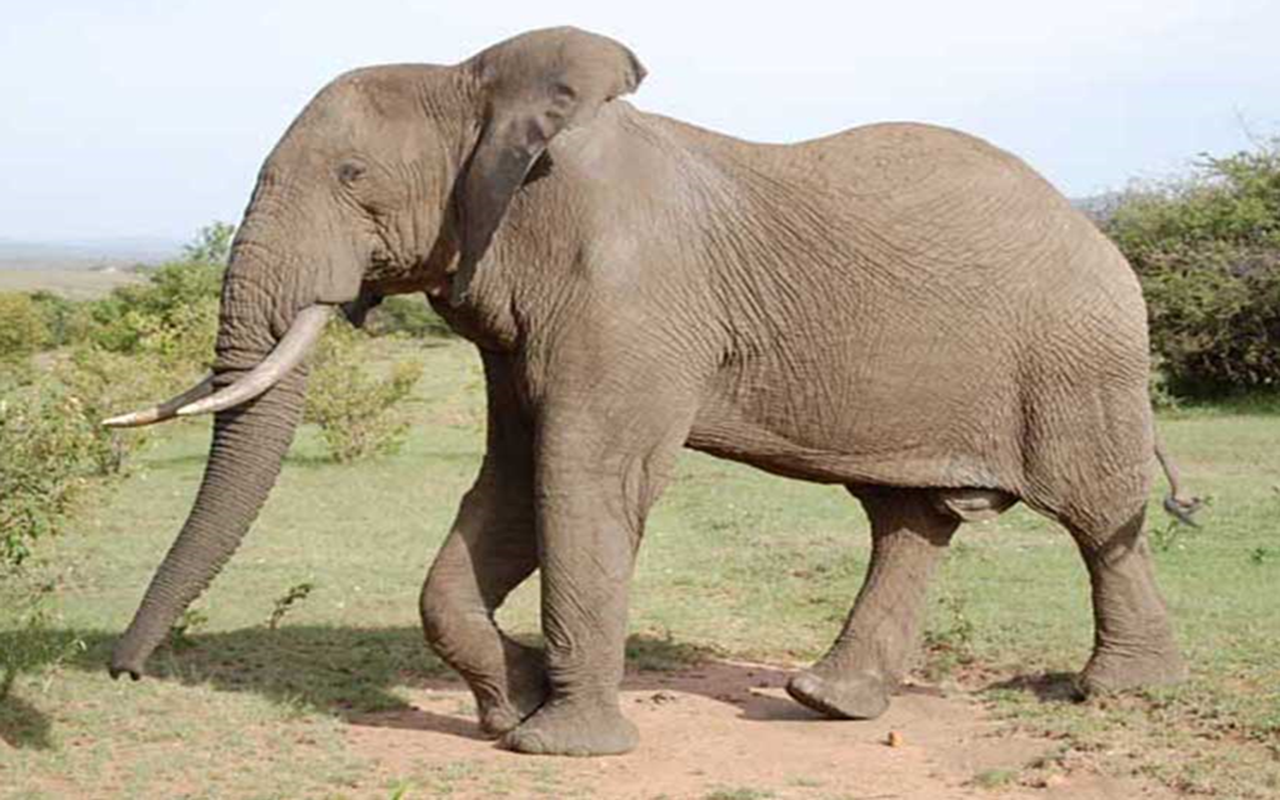 All About Elephants : Amazon.es: Apps y Juegos