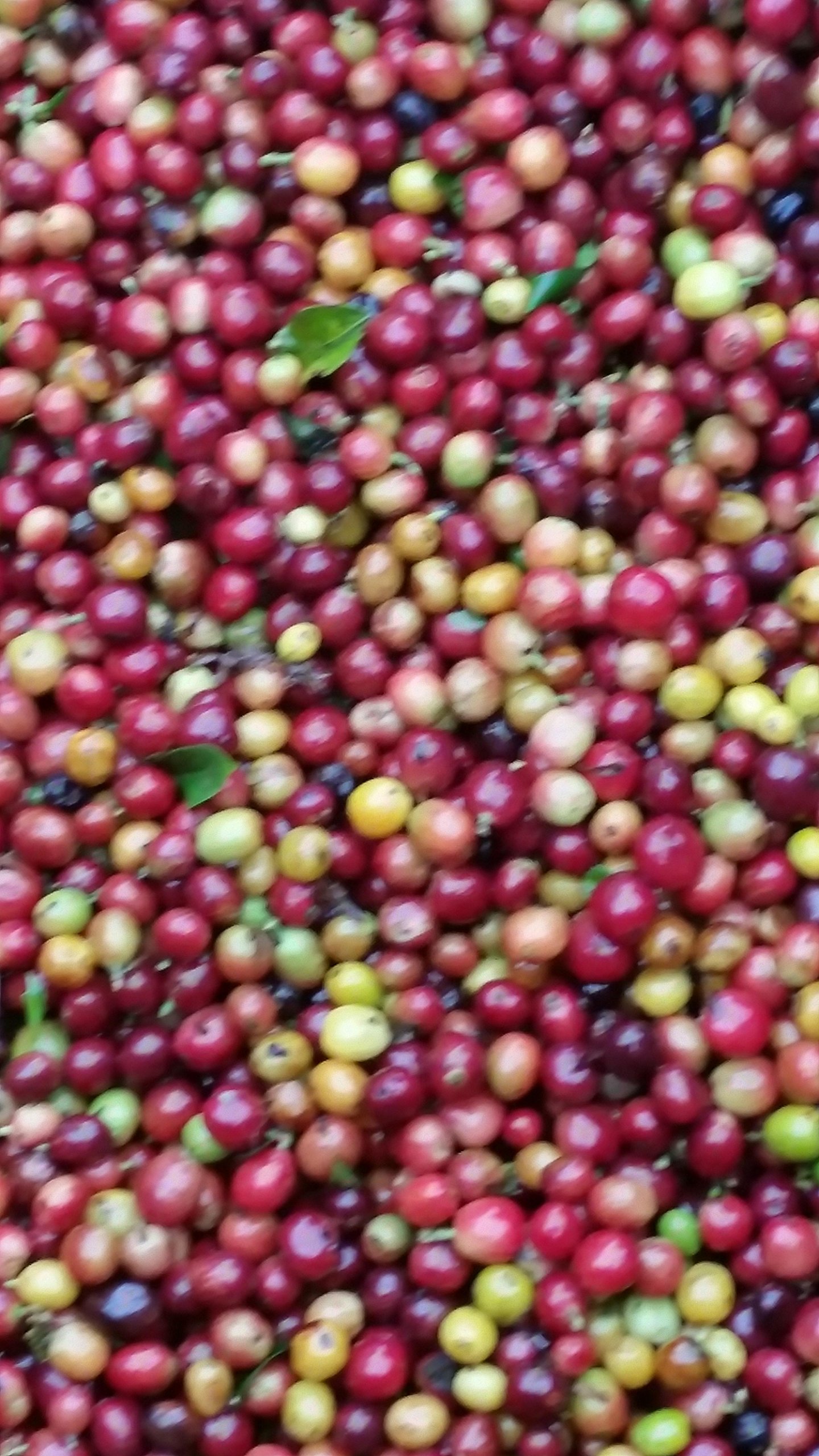 Micro Lot # 021-109 Unroasted Colombian Coffee Beans 3 - Pounds Single ...