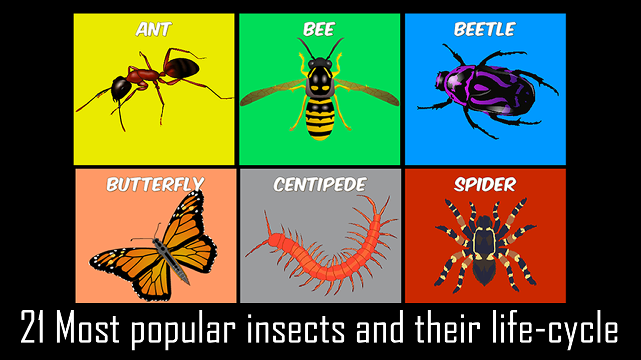 Amazon.com: Animals Life Cycle - Insects and Arachnids: Appstore for ...