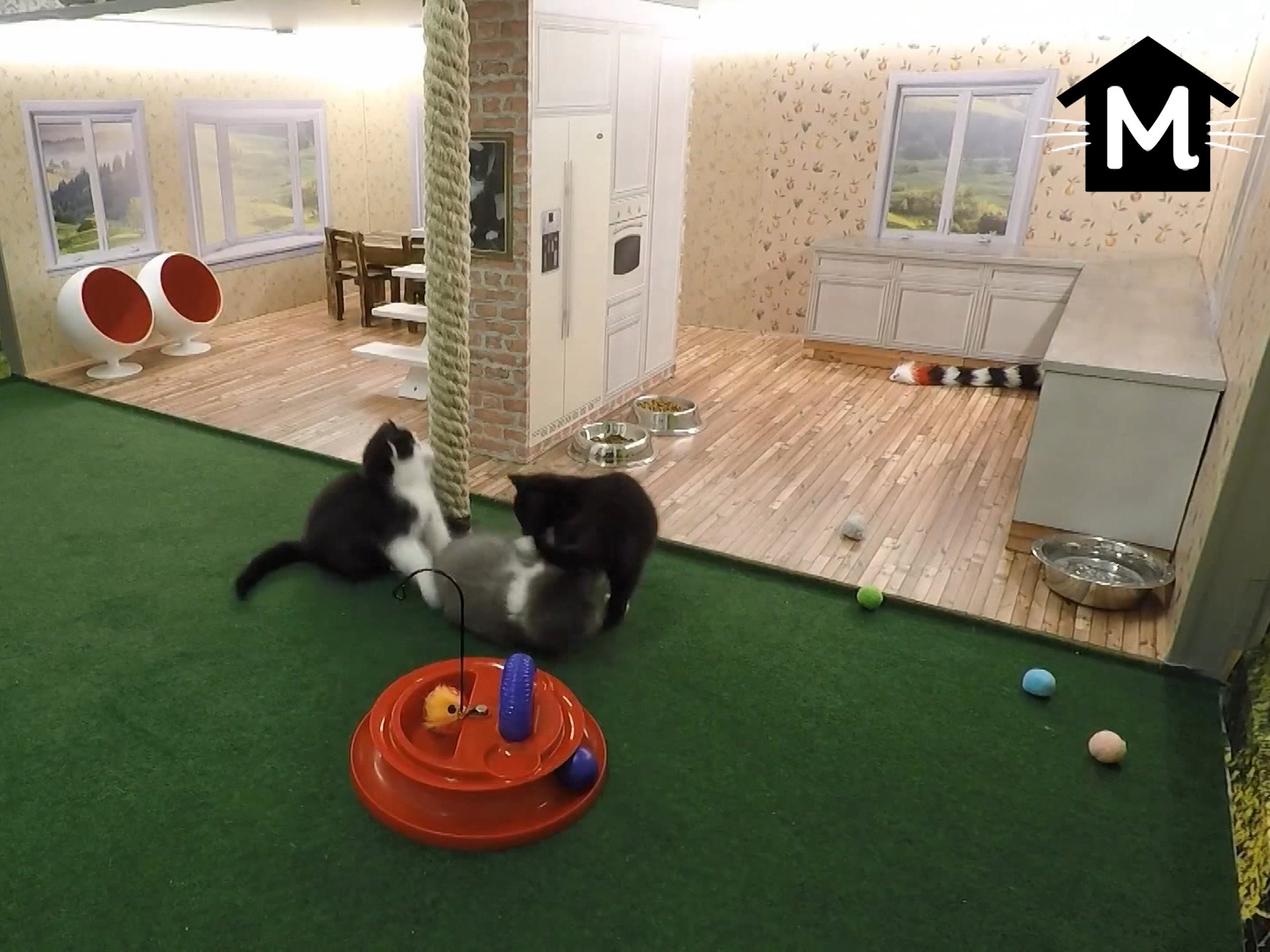 Watch Meow Manor - Season 1 | Prime Video