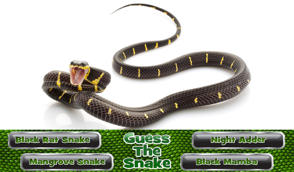 Amazon.com: Guess The Snake : Apps & Games