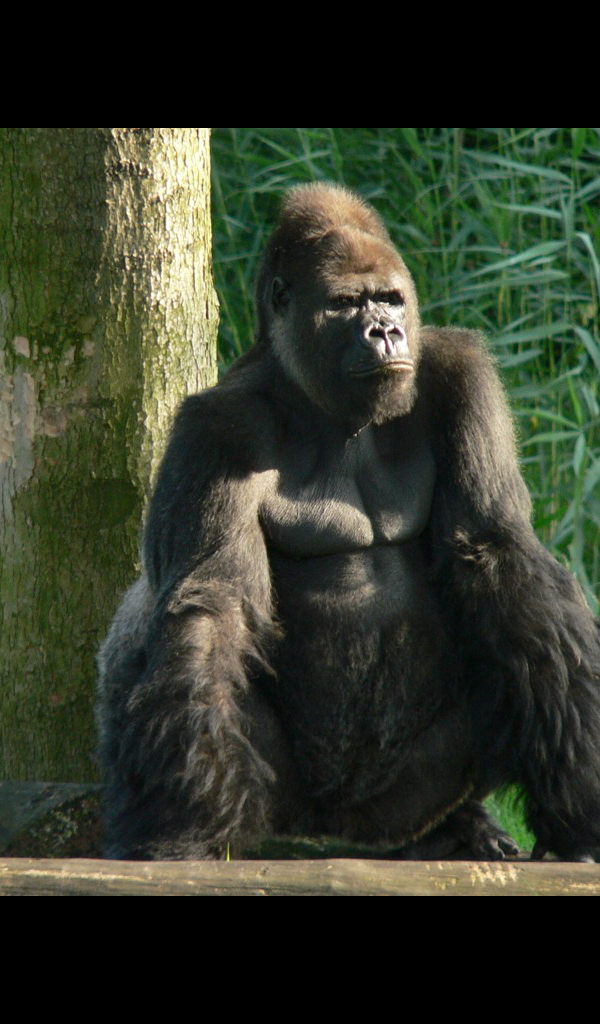 gorilla Wallpaper -- HD Wallpapers of gorillas!:Amazon.co.uk:Appstore for Android