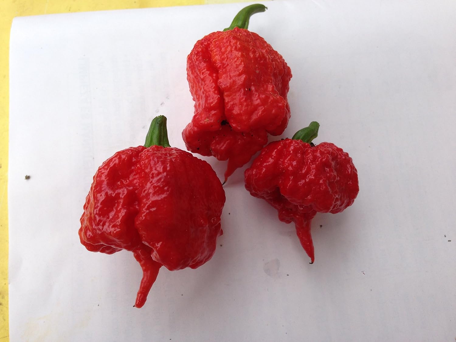 GRAINES DE PIMENT CAROLINA REAPER HP22B + IN OMAGGIO 10 SEMI AJI ...