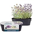 Amazon.com: Buzzy Seeds Chamomile & Lavender | Herb, Plant, Flower ...