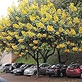 Amazon.com : CHUXAY GARDEN 10 Seeds Senna Spectabilis Seeds,Cassia ...