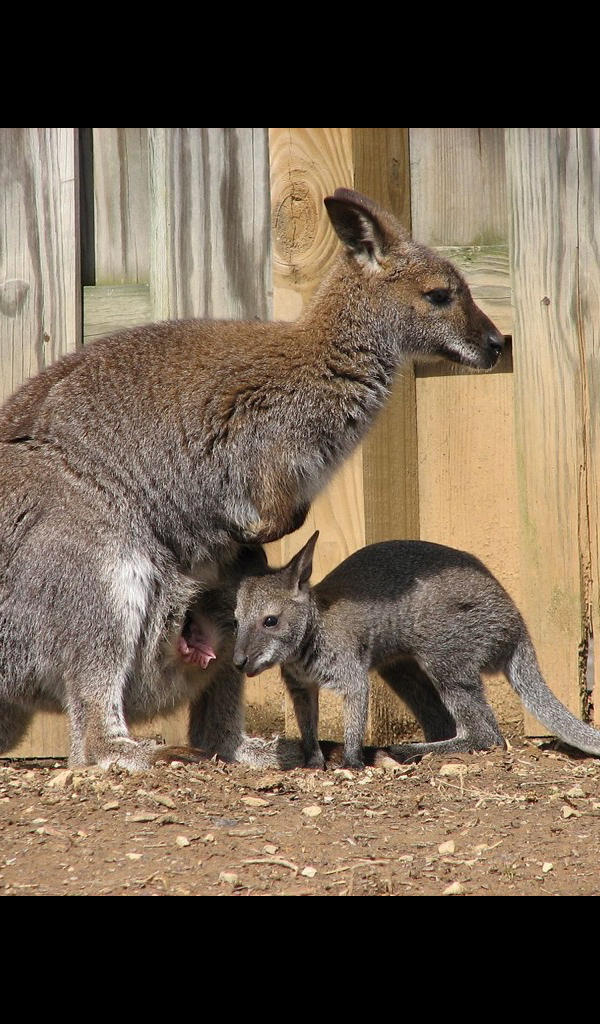 cute wallaby Wallpaper -- HD Wallpapers of cute wallaby!:Amazon.co.uk ...