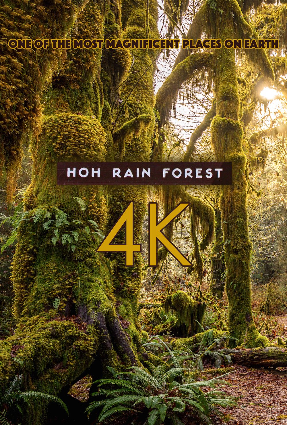 Watch Hoh Rain Forest (4K UHD) | Prime Video
