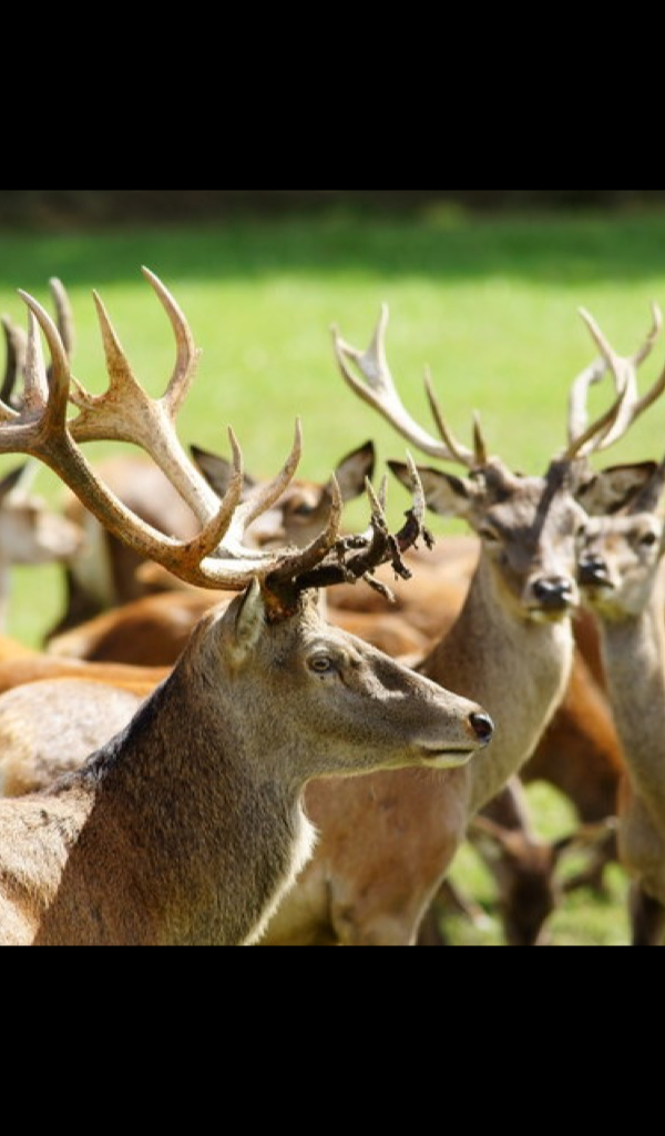 red deer Wallpaper -- HD Wallpapers of red deer!:Amazon.co.uk:Appstore ...