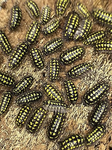 Armadillidium Gestroi Isopods 12 Count Roly Poly Insects Cleanup Feeder ...
