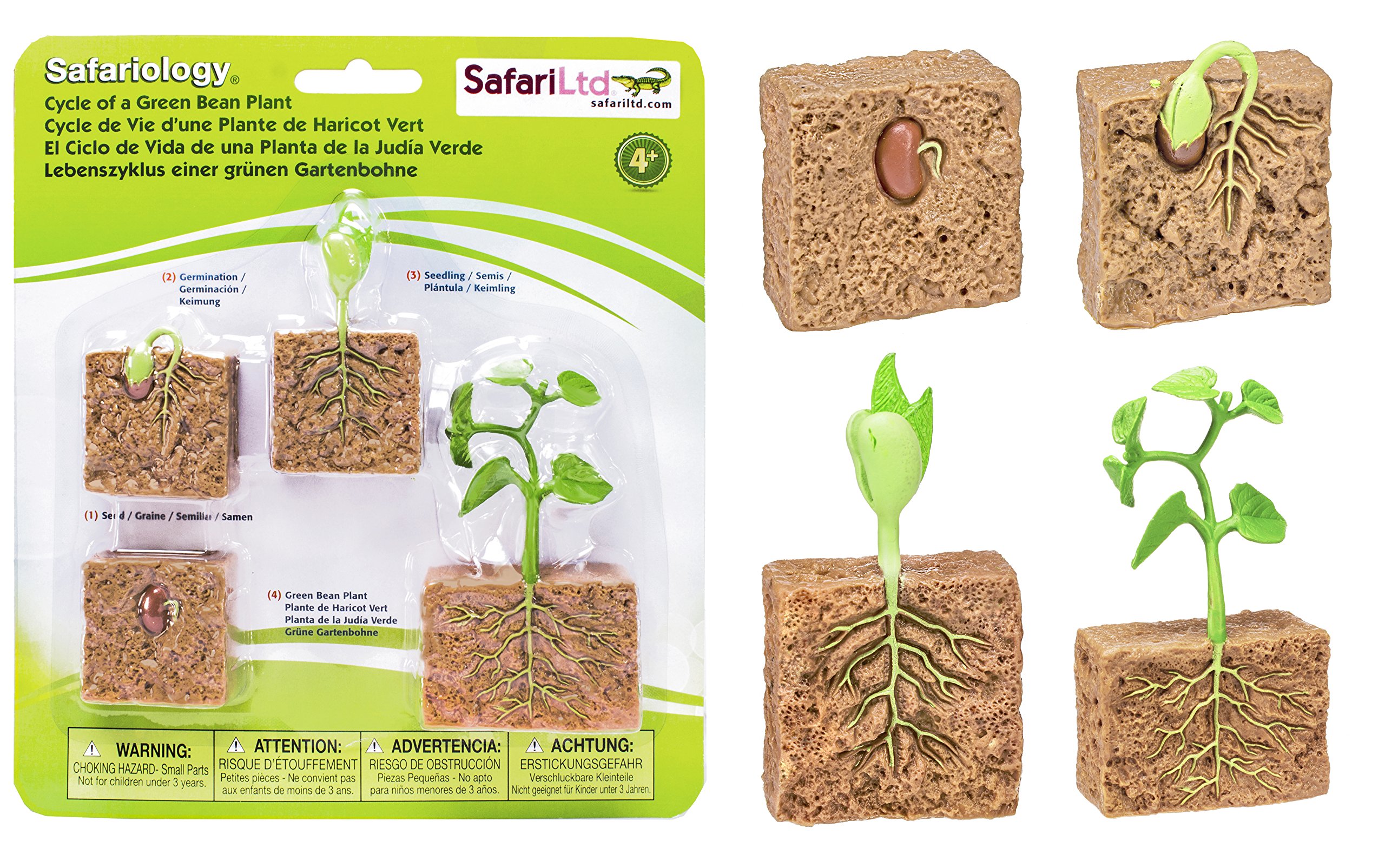 Mua Safari Ltd. Life Cycle of a Green Bean Plant - Educational Toy ...