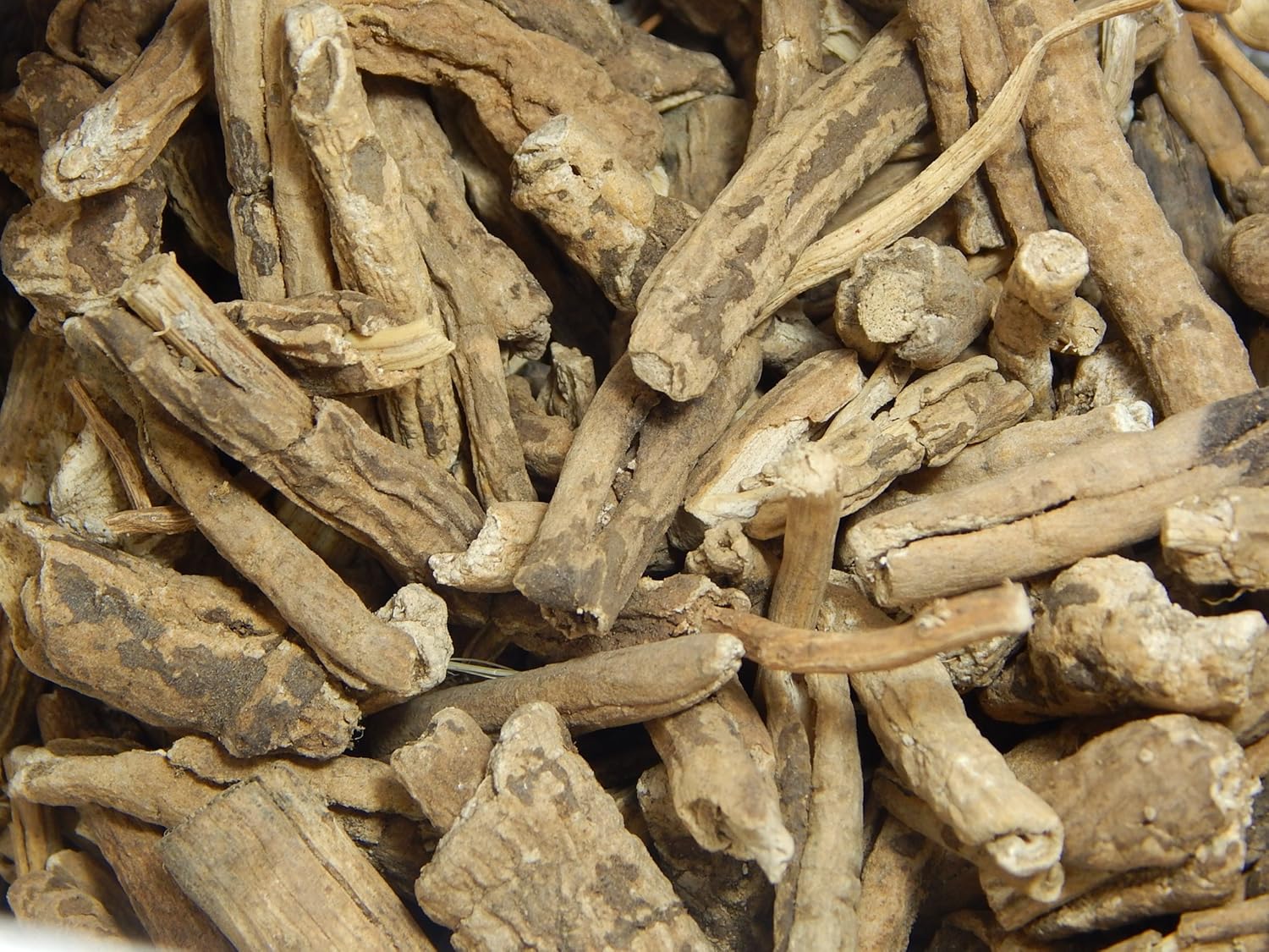 Urancia® Nishot Nishod Nishoth Trivrit turpeth Operculina turpethum ...