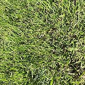 Rasensamen GF Garden Grass 10 kg dürreresistenter Rasen - Join the ...