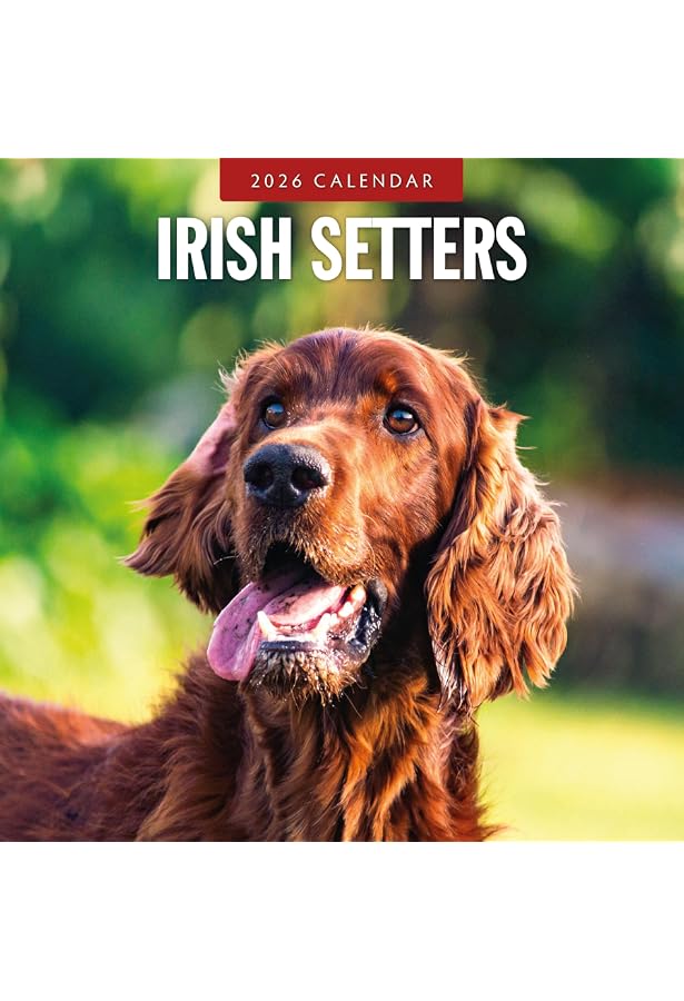 Plastic Free Calendar Red Robin 2026 Irish Setters Monthly Wall ...