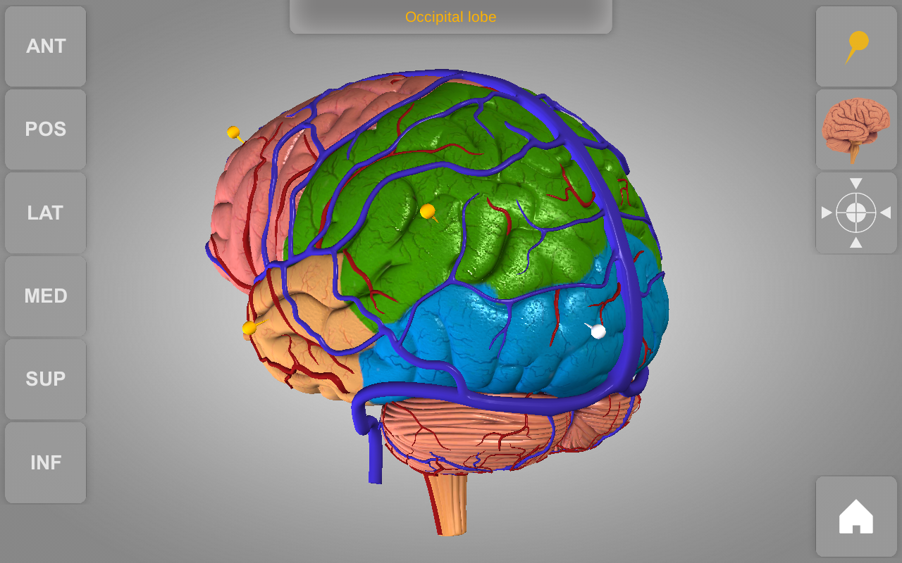 3d Brain Anatomy Software