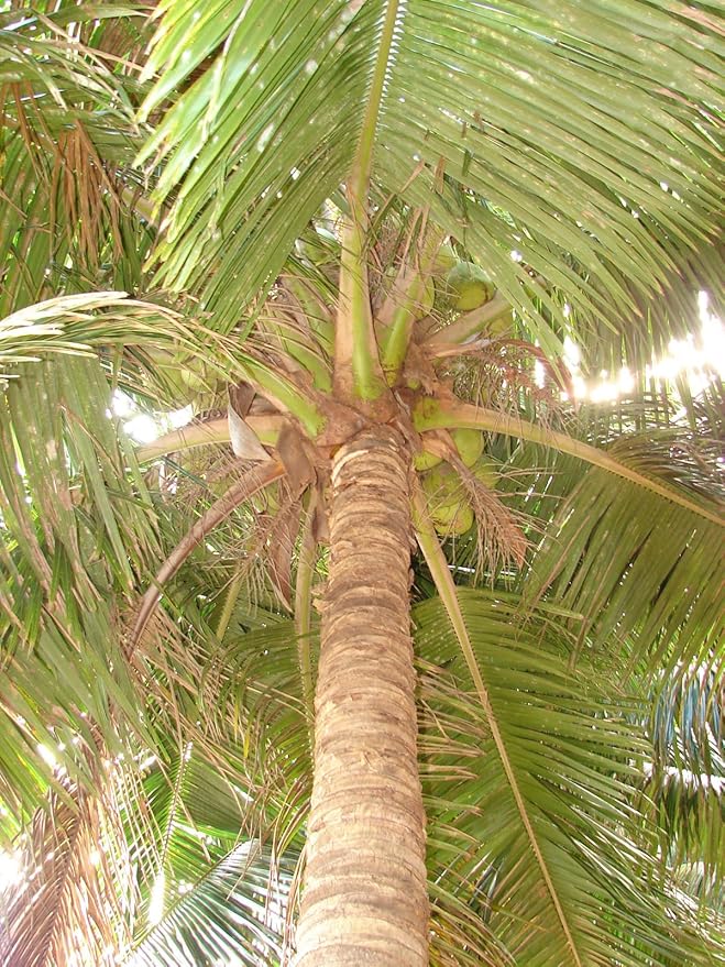 Amazon.com: ~HAWAIIAN COCONUT~ Cocos nucifera Tropical Palm Tree LIVE ...