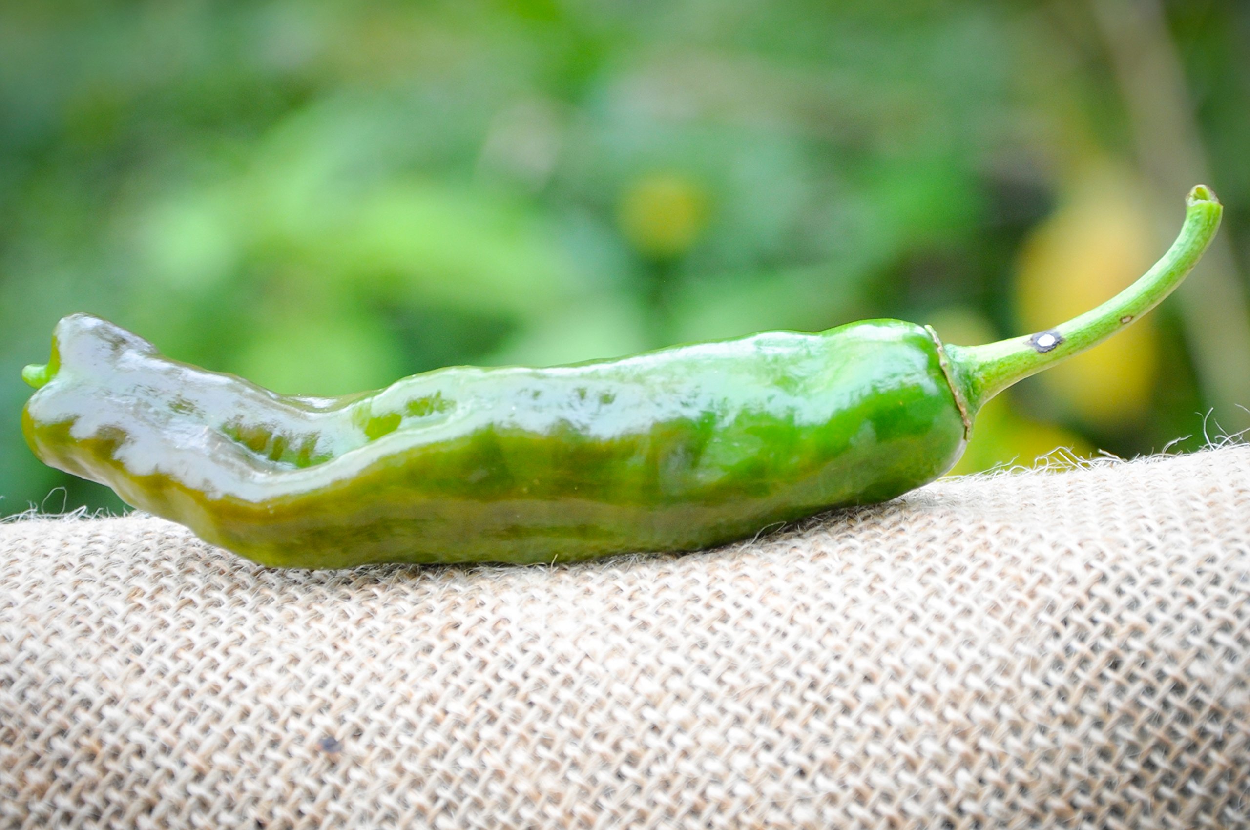 Fresh Shishito Chili Peppers 1 lb.: Amazon.com: Grocery & Gourmet Food
