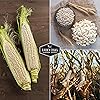 Japanese Hulless Popcorn Seeds for Planting - Grow Heirloom Popping ...