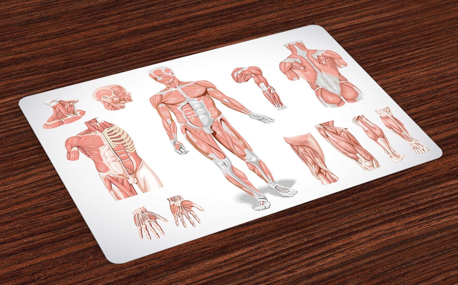 Amazon.com: Ambesonne Human Anatomy Place Mats Set of 4, Inner Muscle ...