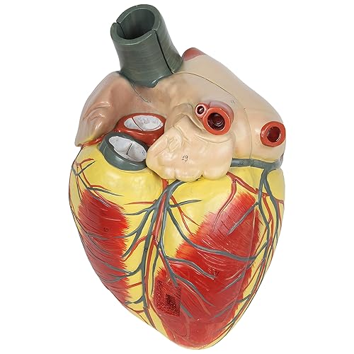 Large Human Heart Model, 3x Life-Size, 3-Part Numbered Anatomical Heart ...