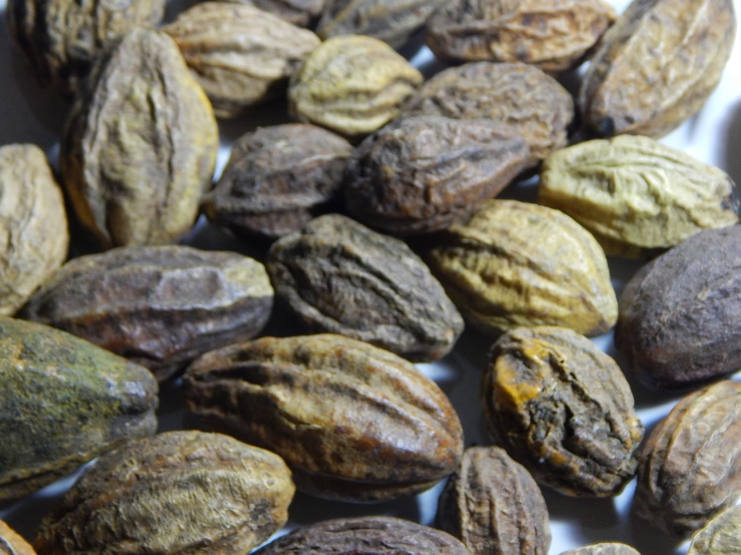 Urancia® Peeli Harad Harida Haritaki Terminalia Chebula 150g: Amazon.in ...