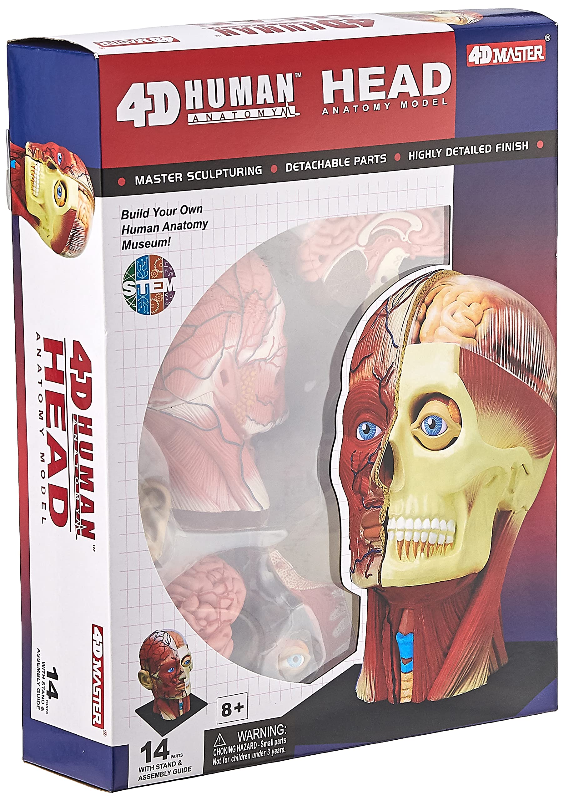 Mua 4D Vision Human Head Anatomy Model by Fame Master trên Amazon Mỹ ...