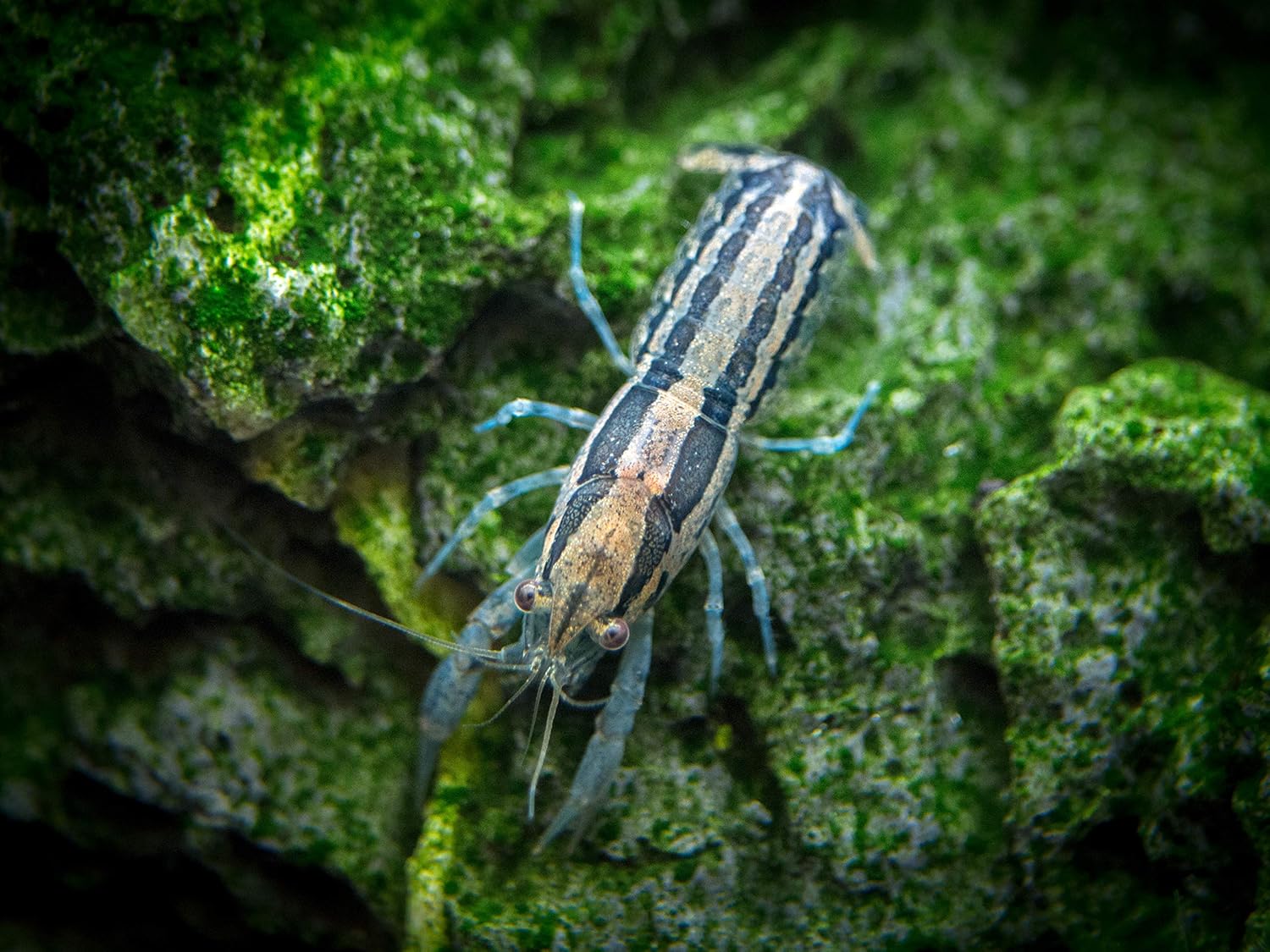 Aquatic Arts - 3 Blue Brazos Crayfish - Live Freshwater Aquarium ...