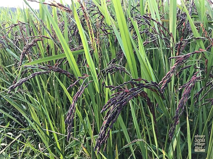 Seeds village Rarest Black Rice Paddy Seed for Sowing, 1 Kg ...