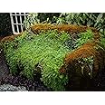 Amazon.com : Live Sheet Moss Starter Kit : Patio, Lawn & Garden