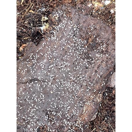 Mua Tropical White Springtails (Collembola sp.) – Live Starter Culture ...