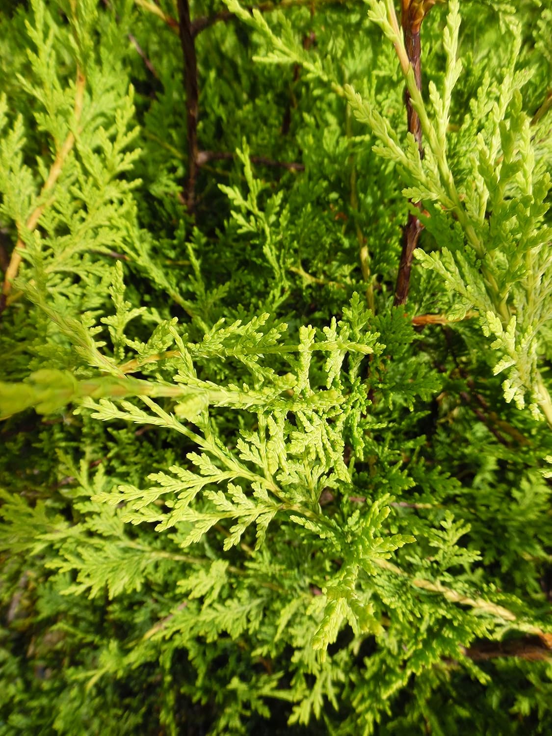 10 Golden Leylandii, (x Cupressocyparis Leylandii Castlewellan Gold ...