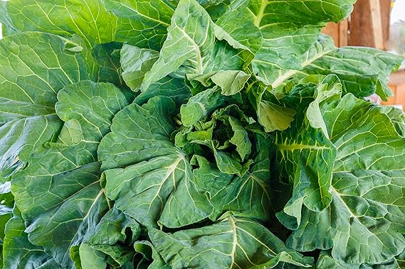 Amazon.com : Georgia Southern Collards Seeds : Collard Plants : Garden ...