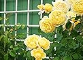 David Austin's English Roses: Austin, David, Marriott, Michael ...
