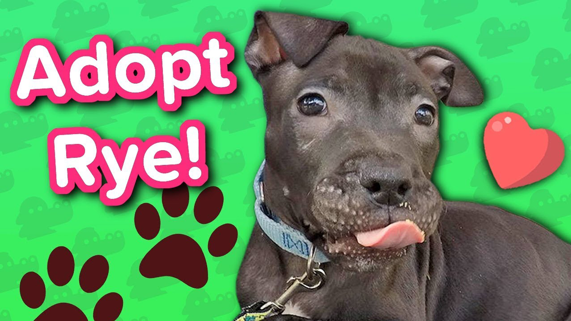 Amazon.com: AFV Animals - Free & Funny Animal & Pet Videos: Appstore ...