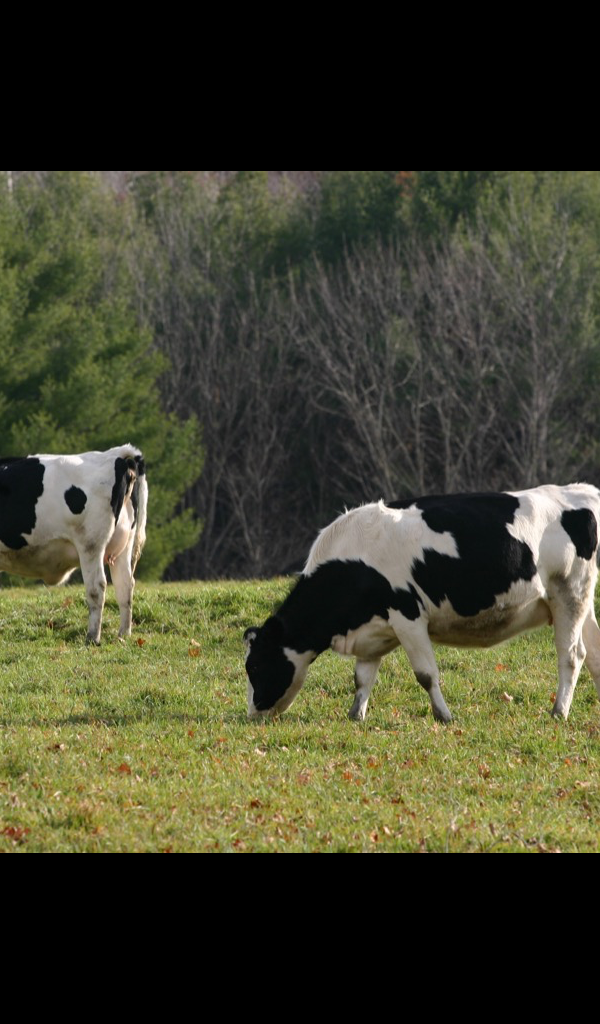 dairy milk cow Wallpaper -- HD Wallpapers of dairy milk cows!:Amazon ...