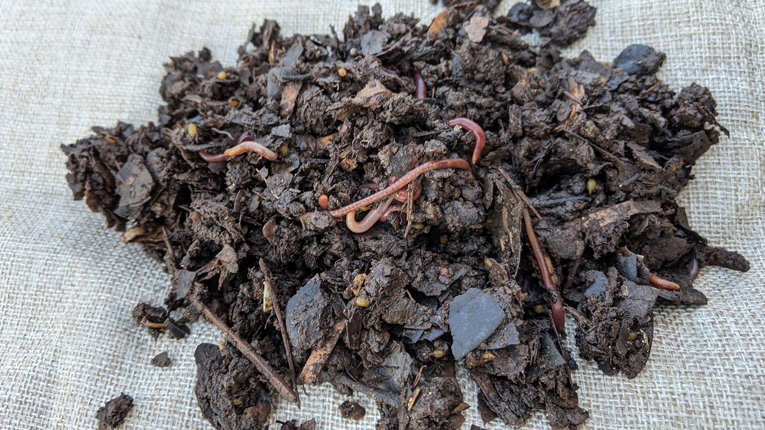 Mua BROTHERS WORM FARM - 100 Count Red Wiggler Compost Worm Blend ...