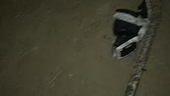 Amazon.com : Primos Hunting 3756 Alpha Dogg Electronic Predator Call ...